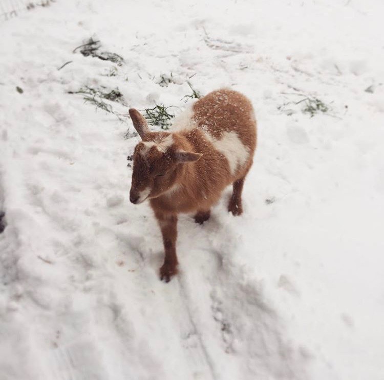 Winter Care for Goats – The Giving Goat, LLC