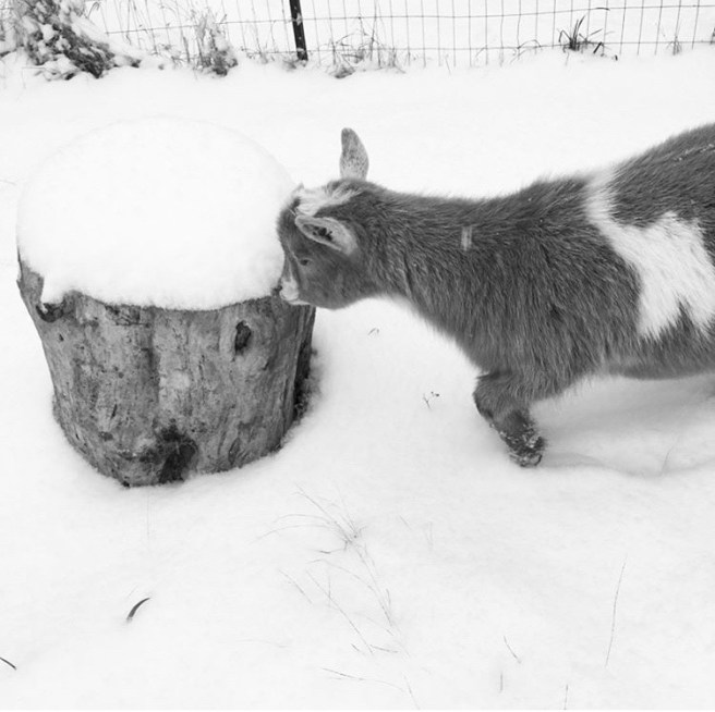Winter Care for Goats – The Giving Goat, LLC