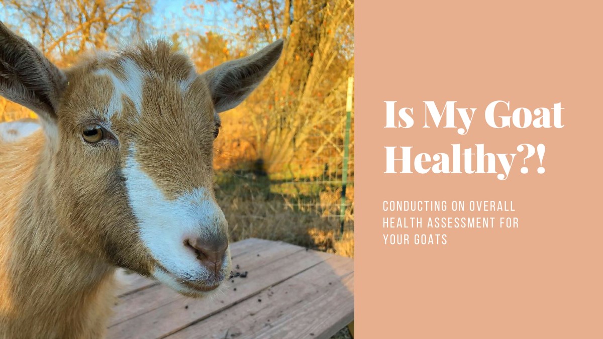 Conducting an Overall Health Assessment for a Goat – The Giving Goat, LLC