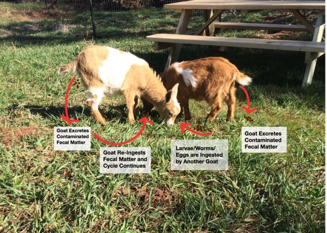 Forming a Comprehensive Natural Deworming Regimen: Integrated Parasite ...