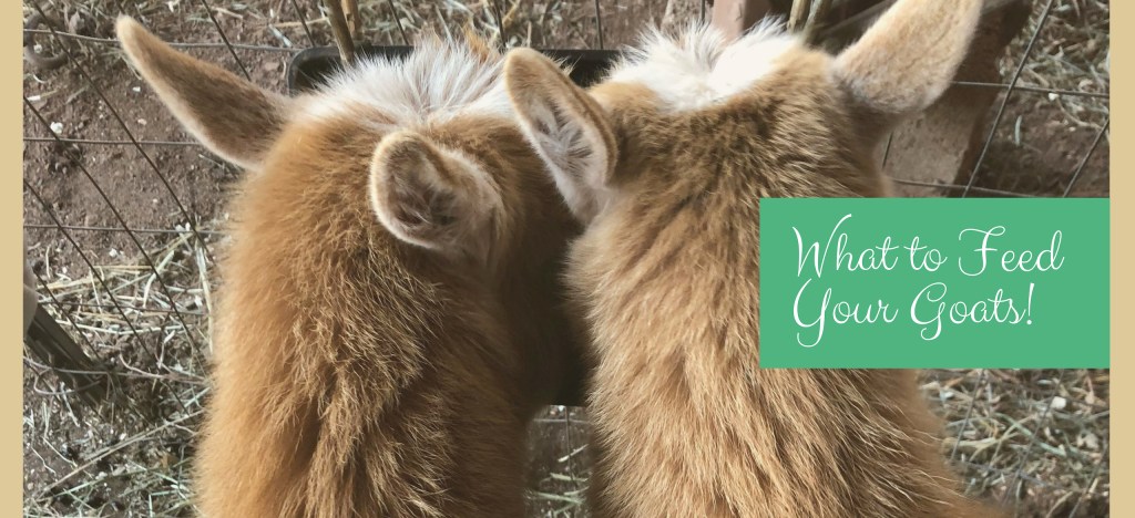 What to Feed Your Goats: A Detailed Diet Explanation! – The Giving Goat ...