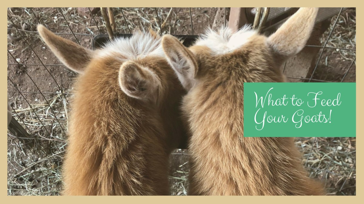 What to Feed Your Goats: A Detailed Diet Explanation! – The Giving Goat ...