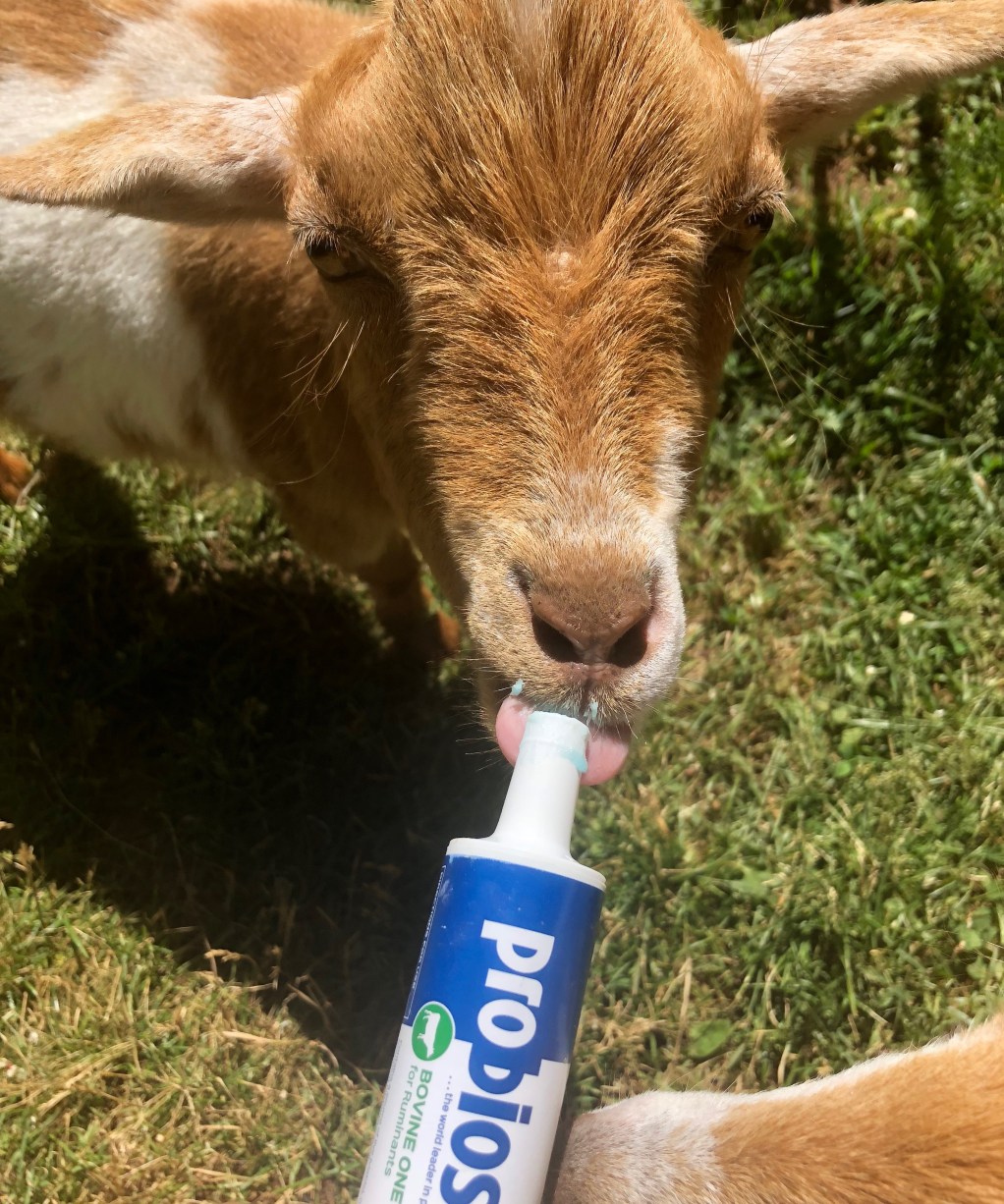 The Rumen Rumors: How Goat Stomachs Work (Troubleshooting and Treating ...