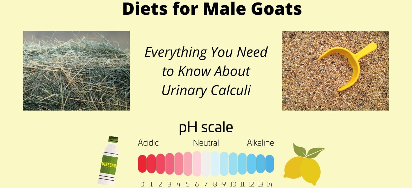 Diets for Male Goats: How to Prevent Urinary Calculi – The Giving Goat, LLC