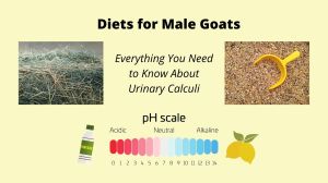 Diets for Male Goats: How to Prevent Urinary Calculi – The Giving Goat, LLC