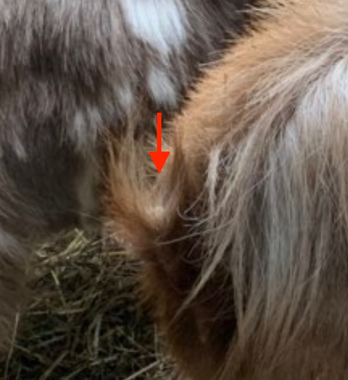 Goat Minerals 101 – The Giving Goat, LLC