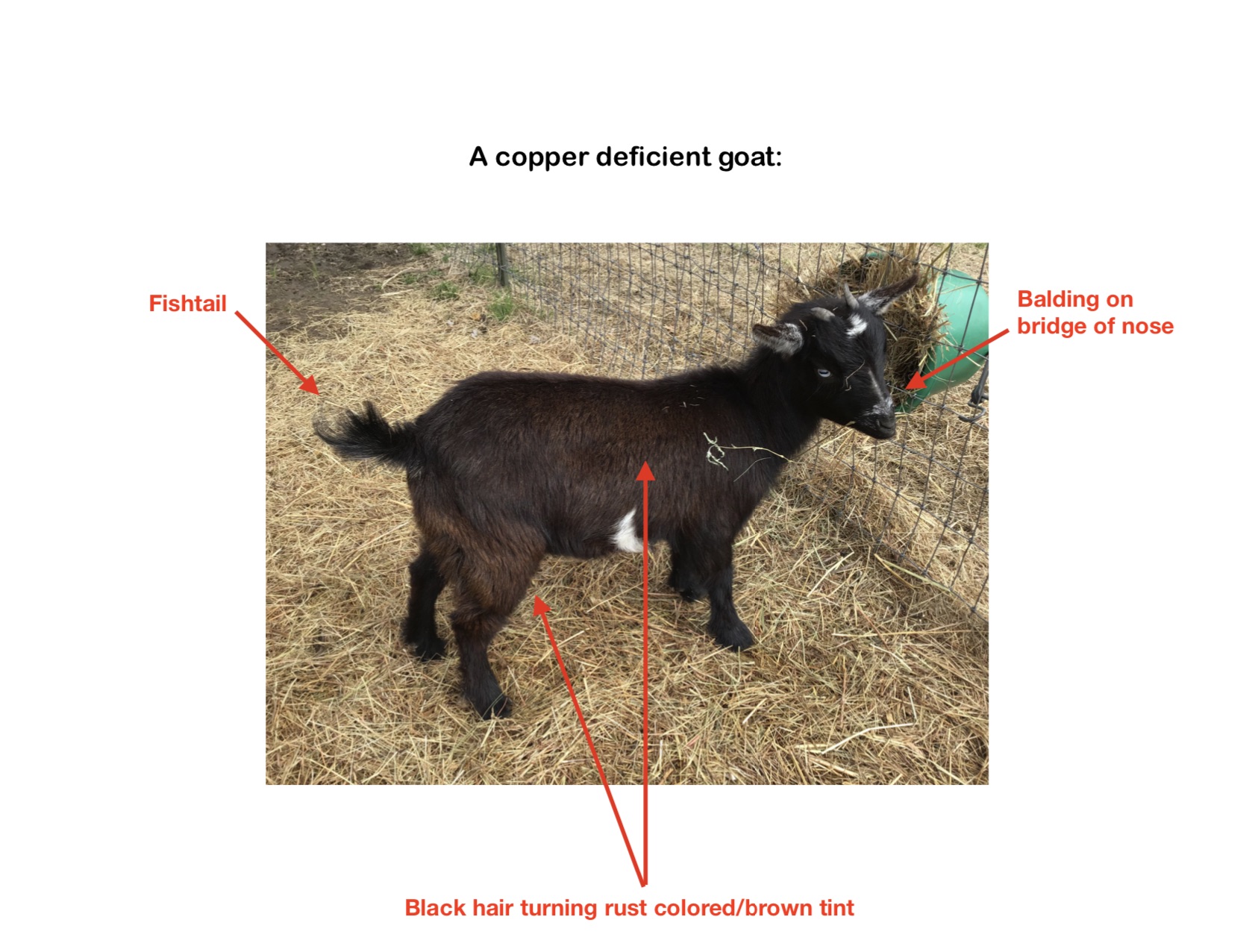 Goat Minerals 101 – The Giving Goat, LLC