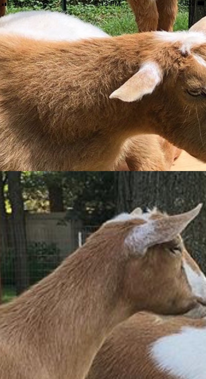 Goat Minerals 101 – The Giving Goat, LLC