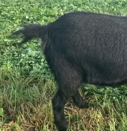 Goat Minerals 101 – The Giving Goat, LLC