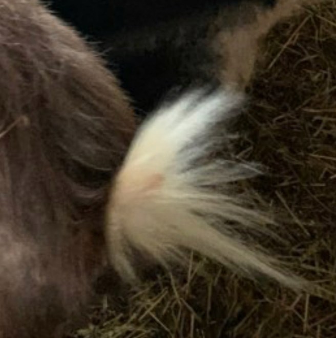 Goat Minerals 101 – The Giving Goat, LLC