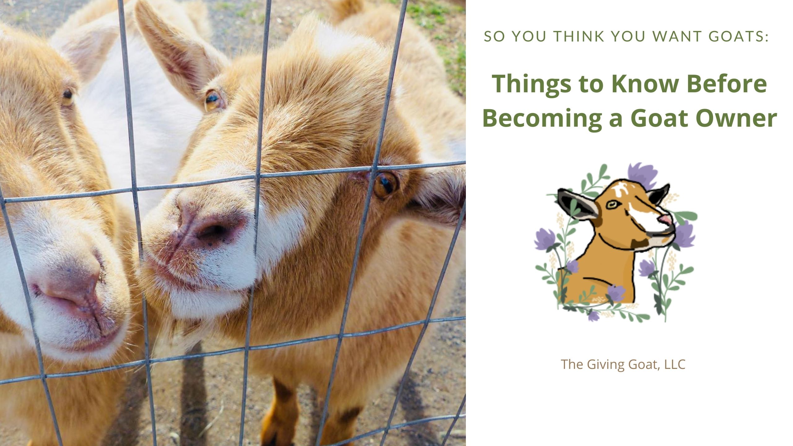 So You Think You Want Goats: Things to Know Before Becoming a Goat ...
