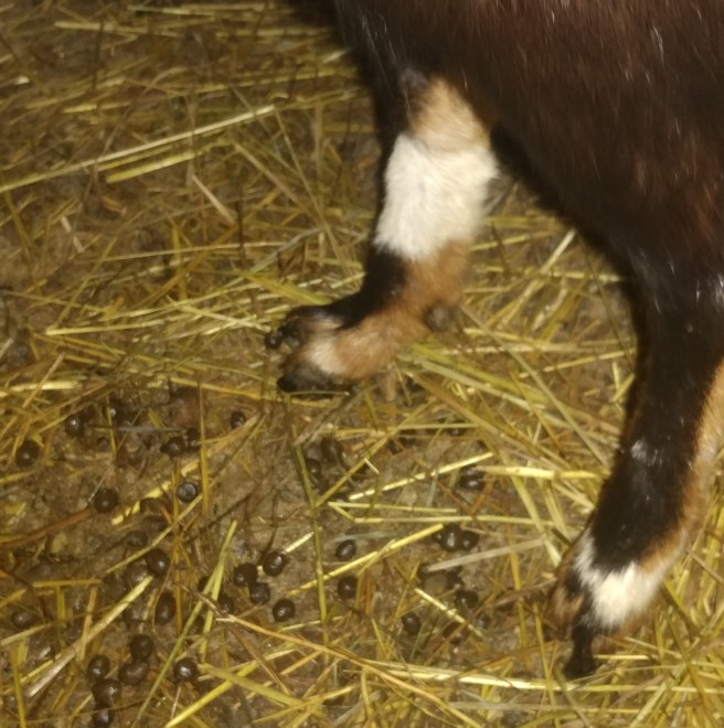 Goat Minerals 101 – The Giving Goat, LLC