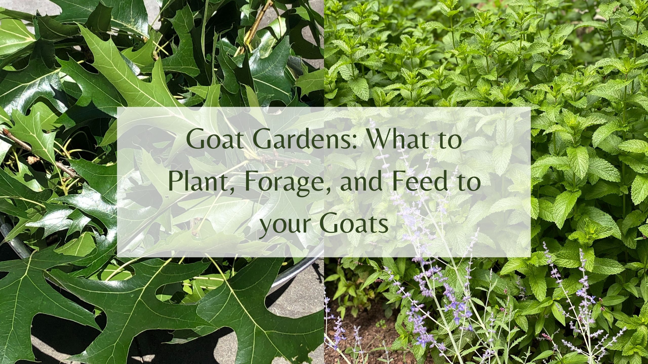 Goat Gardens: What to Plant, Forage, and Feed to your Goats – The ...