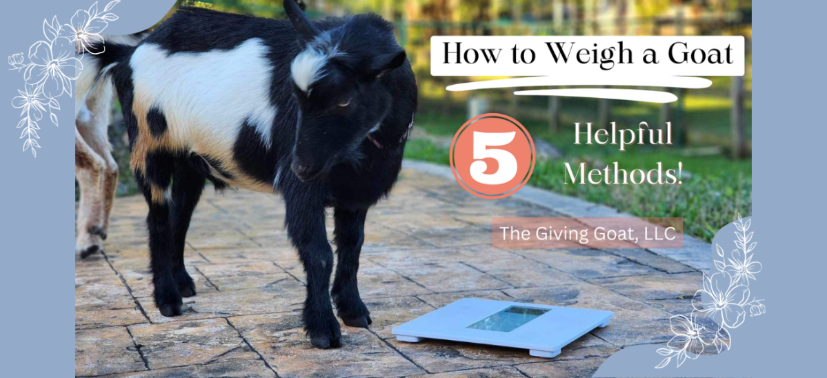 How to Weigh a Goat: 5 Helpful Methods | The Giving Goat