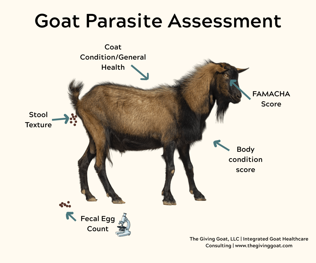 Anemia in Goats: Treatment & Recovery